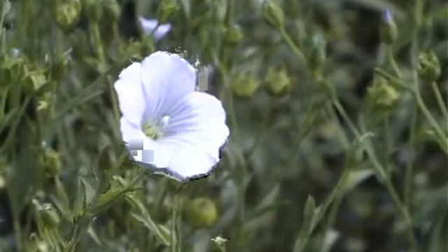 Процесс посадки и обработки льна - Цвет льна (09)