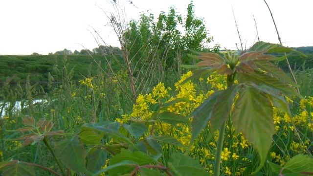 Вечер. Река Упа.