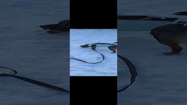 ❗ПРОФИ ЗАЖИГАЕТ?