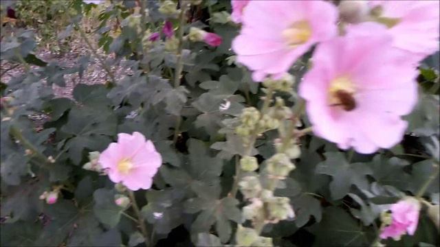 ПЧЁЛЫ и ЦВЕТЫ - почти МЕДИТАТИВНОЕ СОЗЕРЦАНИЕ!