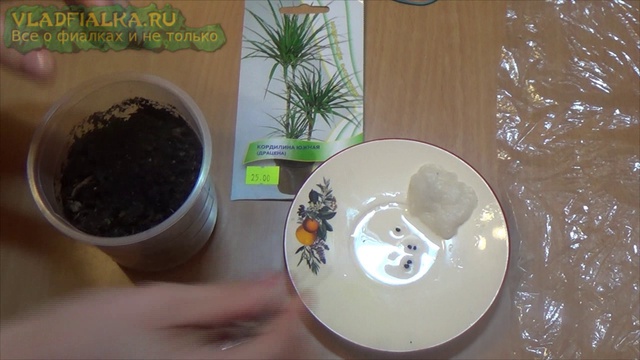 Размножение драцены. Как вырастить пальму из семян