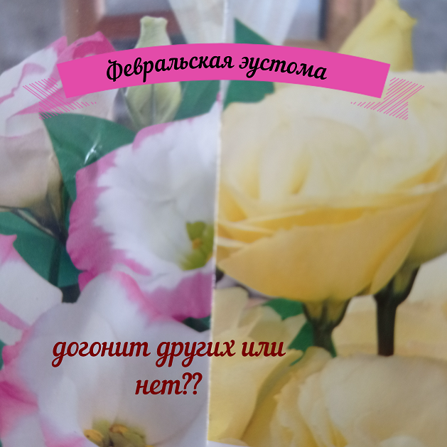 ЭУСТОМА.ПОСАДКА В ФЕВРАЛЕ!#эустома#эустомаизсемян#эустомавыращивание#лизиантус#эустомарассада#