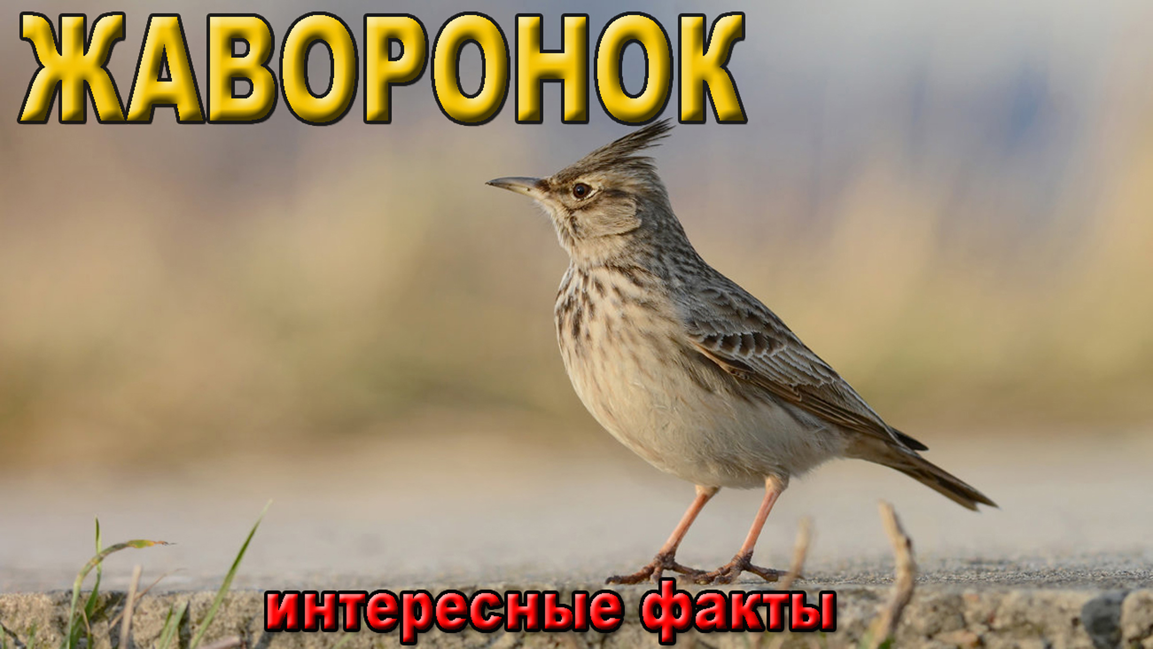 Жаворонок, интересные факты.