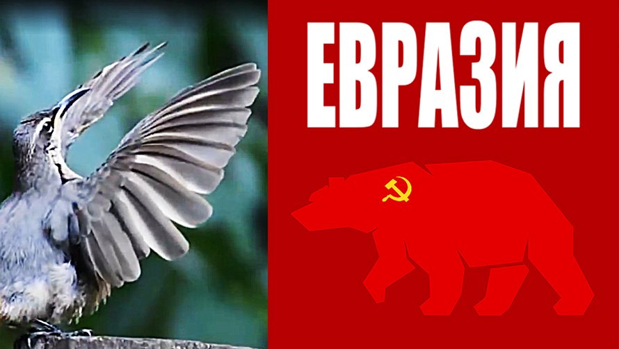 ПТИЧКА МОЯ, ТАНЦУЙ!