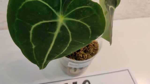 Цветы Вместе - Антуриум кларинервиум (Азия) Anthurium clarinervium sib