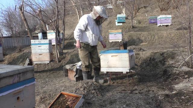 Пчёлки 77. Весенняя ревизия 2020, Ч.2