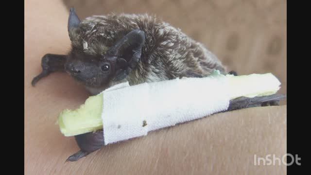 Летучая мышь 🐁 у нас дома на 8 этаже!!! Как она там оказалась?