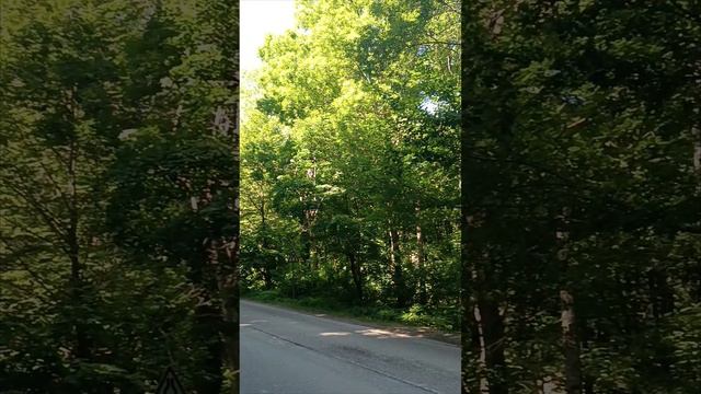 Пение птиц природа Крымска