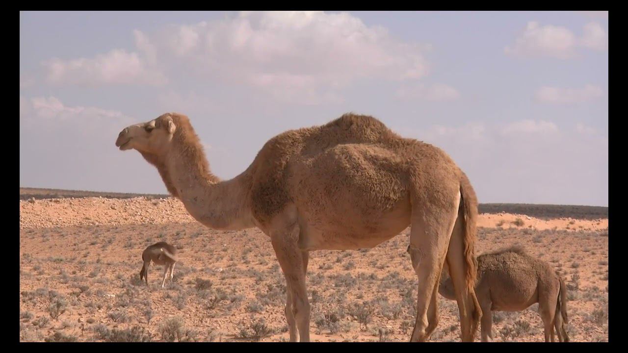 Walk desert, sands, relax music, footage, ultraHD, 4K / Прогулка по пустыне, пески, релакс музыка