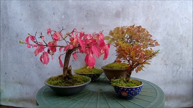 Бонсай открытая книга от А до Zють 
Эпилог или... продолжение будет!!! 35 часть