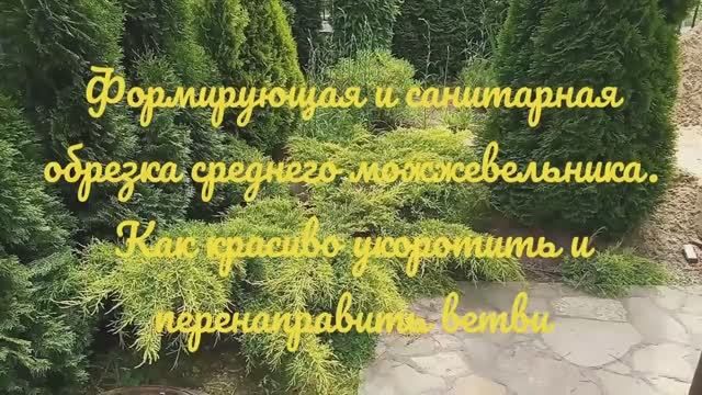 Формирующая и санитарная обрезка среднего можжевельника
