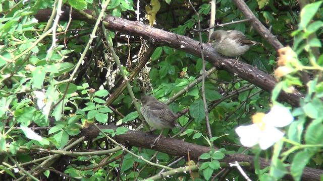 Воробушек в шиповнике после дождя.