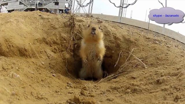 video zaxvat (raketa i suslik).mp4