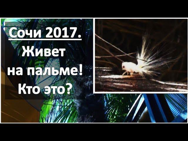 Сочи 2017 Живет на пальме кто это