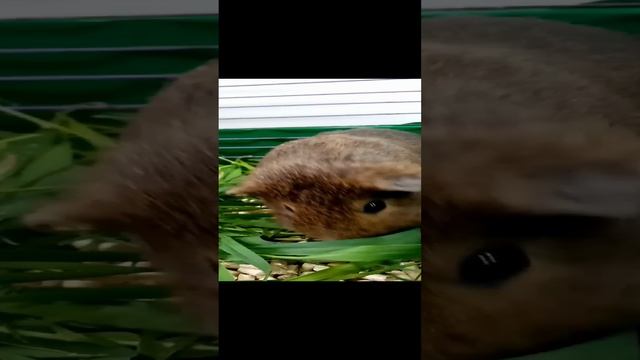 Любимая еда морских свинок