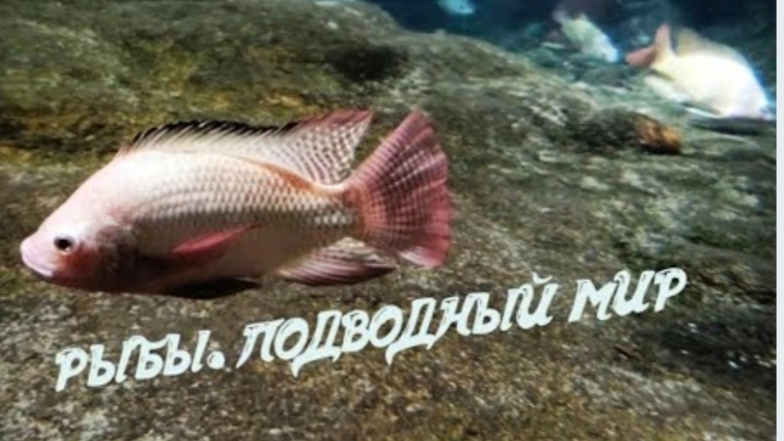 РЫБЫ ТИЛЯПИИ (ТИЛАПИИ). Александра Миркушова