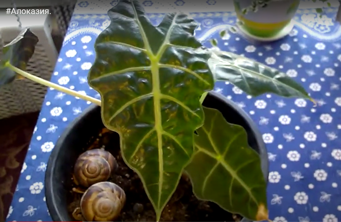 #Алоказия.