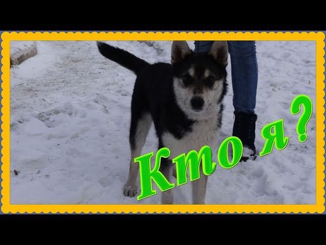 Собака Ласка