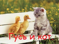 Супер кот играет