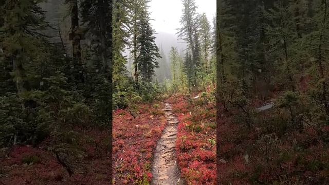 Первый снегопад в сезоне