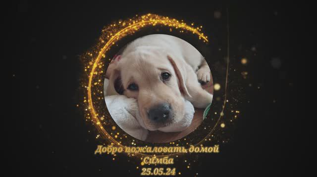 Добро пожаловать домой Симба 25.05.24