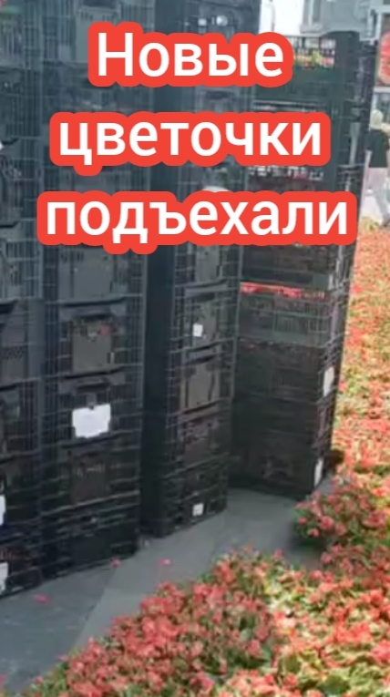 Обновление клумб