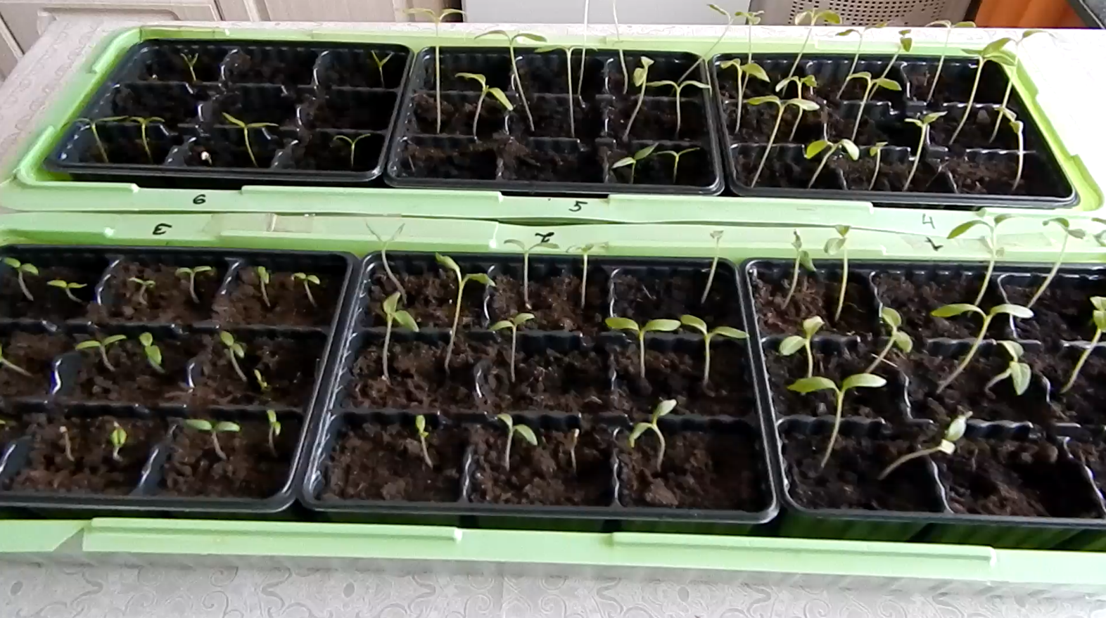 ГОТОВИМ РАССАДУ томаты перцы цветы