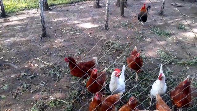 Лес на участке