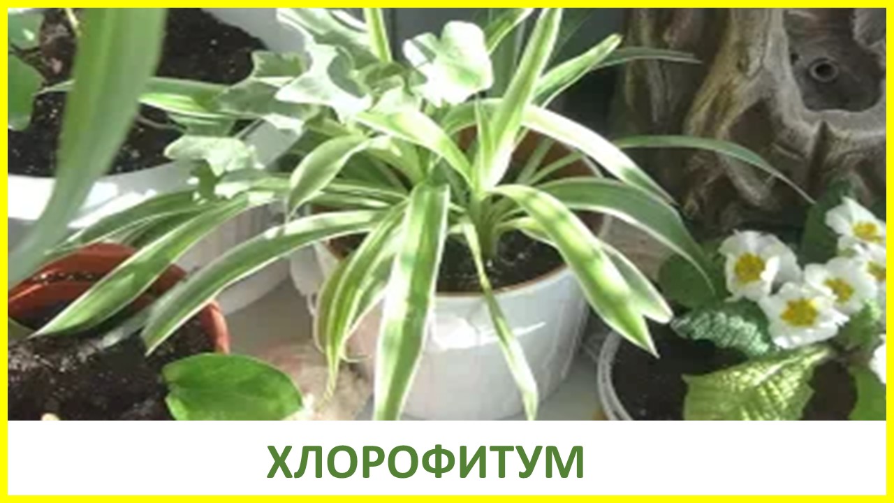 Хлорофитум . Полив и уход.