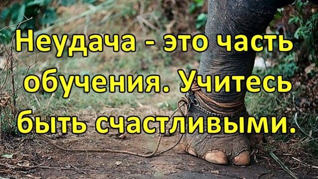 Слон на веревочке