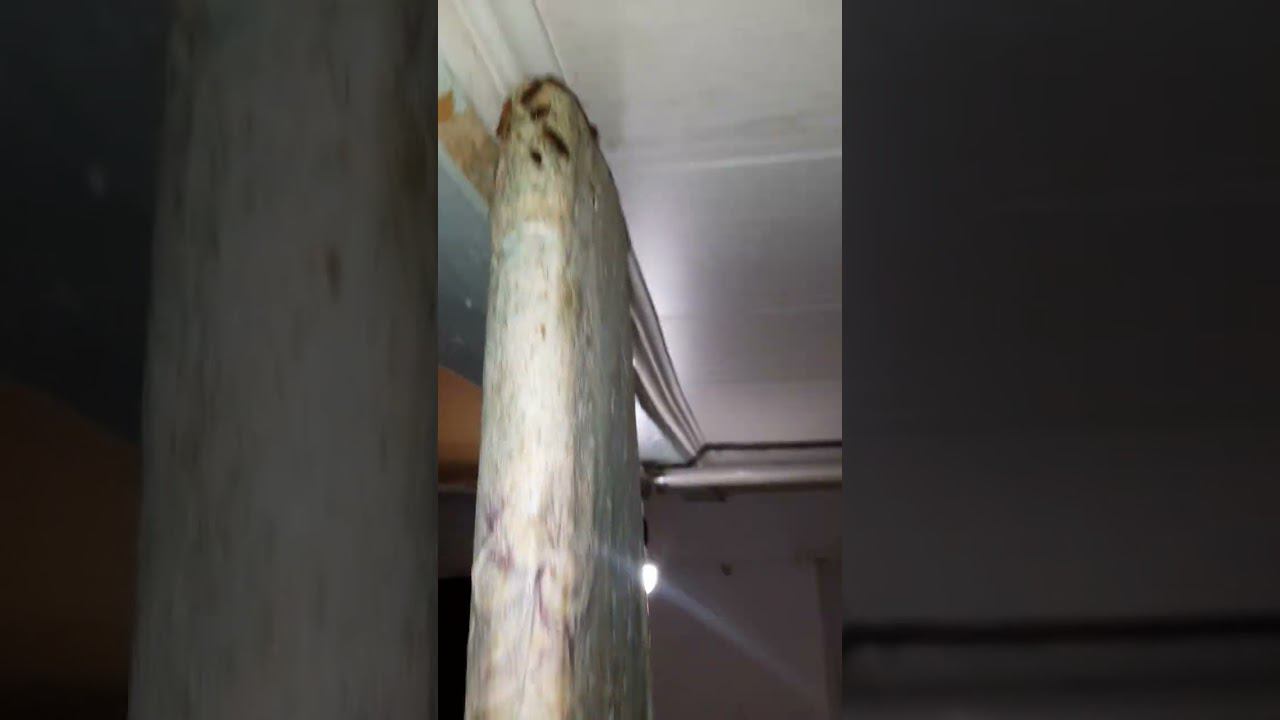 Тараканы как у себя дома..|Подпишись | #тараканы #тараканывквартире