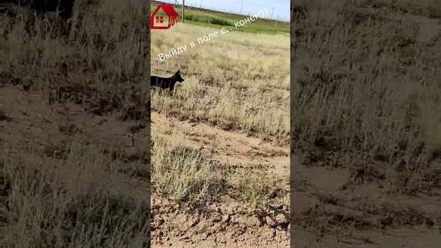 Марта в поле  - смешная собака