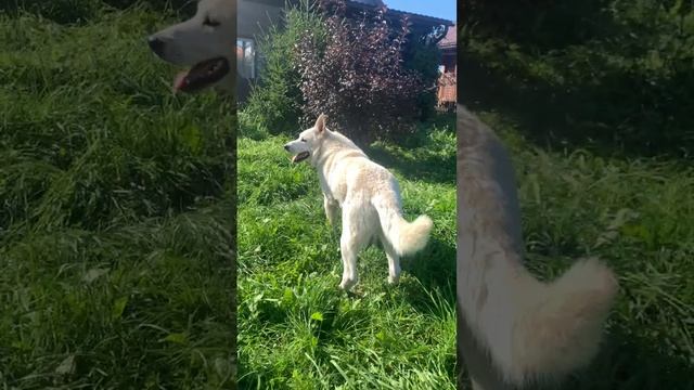 Белая швейцарская овчарка Буран