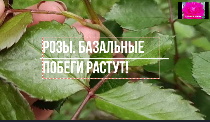 РОЗЫ. ОТВЕТЫ НА ВОПРОСЫ. НАЧИНАЮЩИМ.