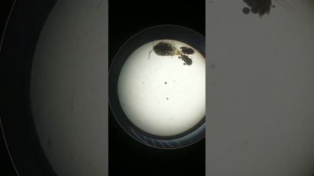 Мир под стеклом: неожиданная находка