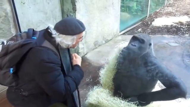 Обезьян дискутирует с мужчиной