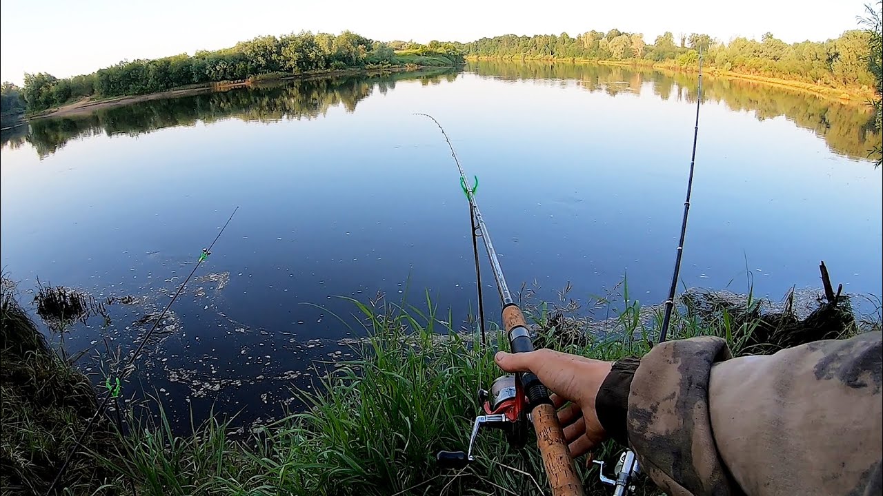 Ловим на Фидер и Донку! Рыбалка летом с Ночёвкой