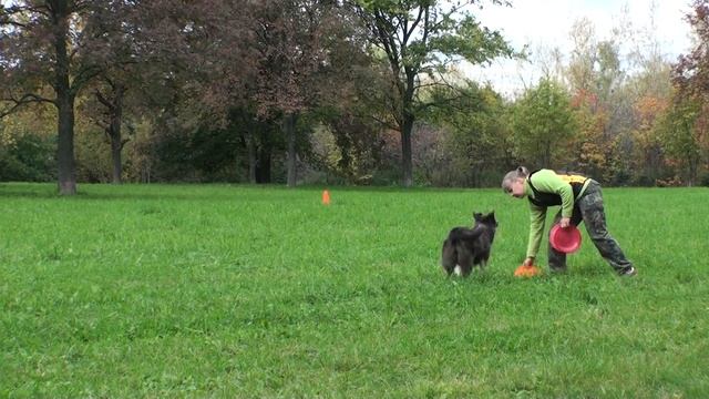 Чемпионат России. Фризби-Фристайл. Елена и бордер-колли Мышь..mp4