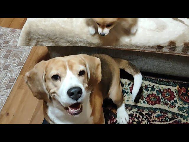 Поймай меня, если сможешь! Буля ловит Фокса