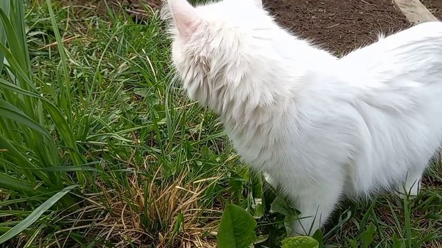 Будни Пуши: Неудачная охота.