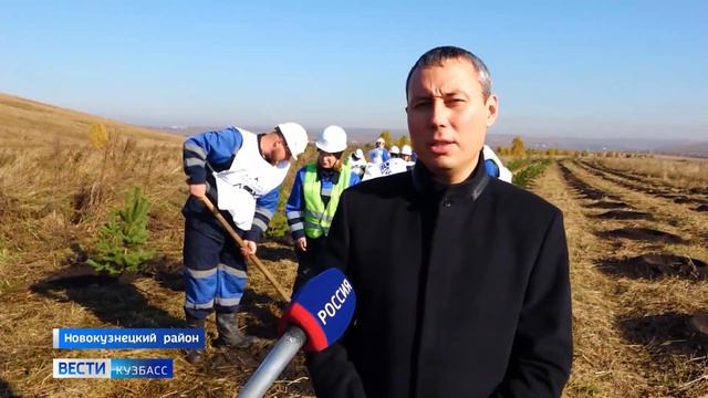 4000 саженцев сосен высаживает в Новокузнецком районе разрез «Березовский»