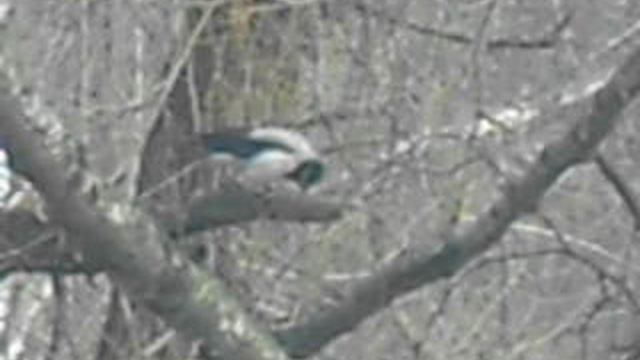 Весна Ворона на ветке 35665454 DSCN5197