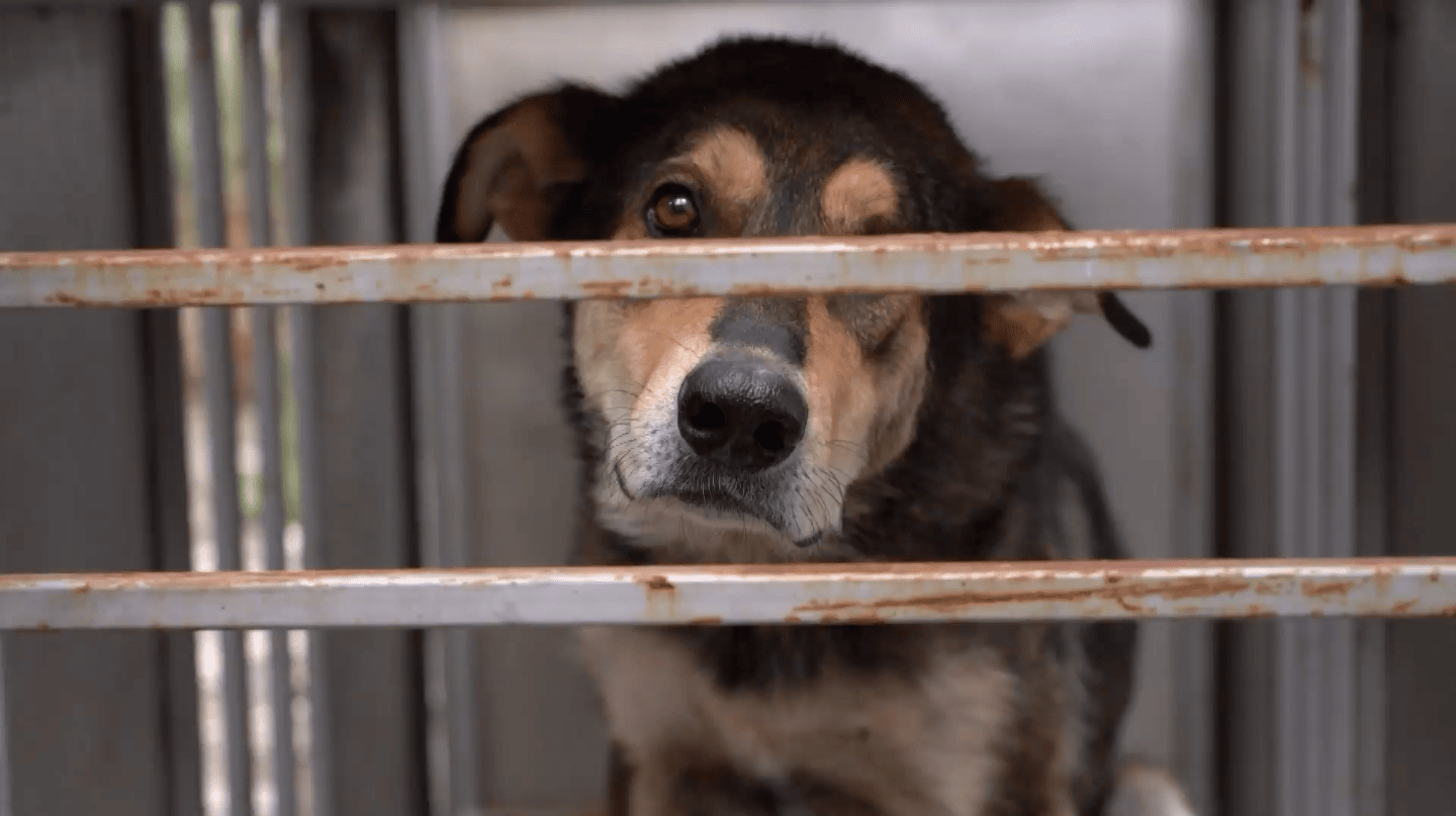Иркутский питомник «К-9» спасает животных из Мариуполя