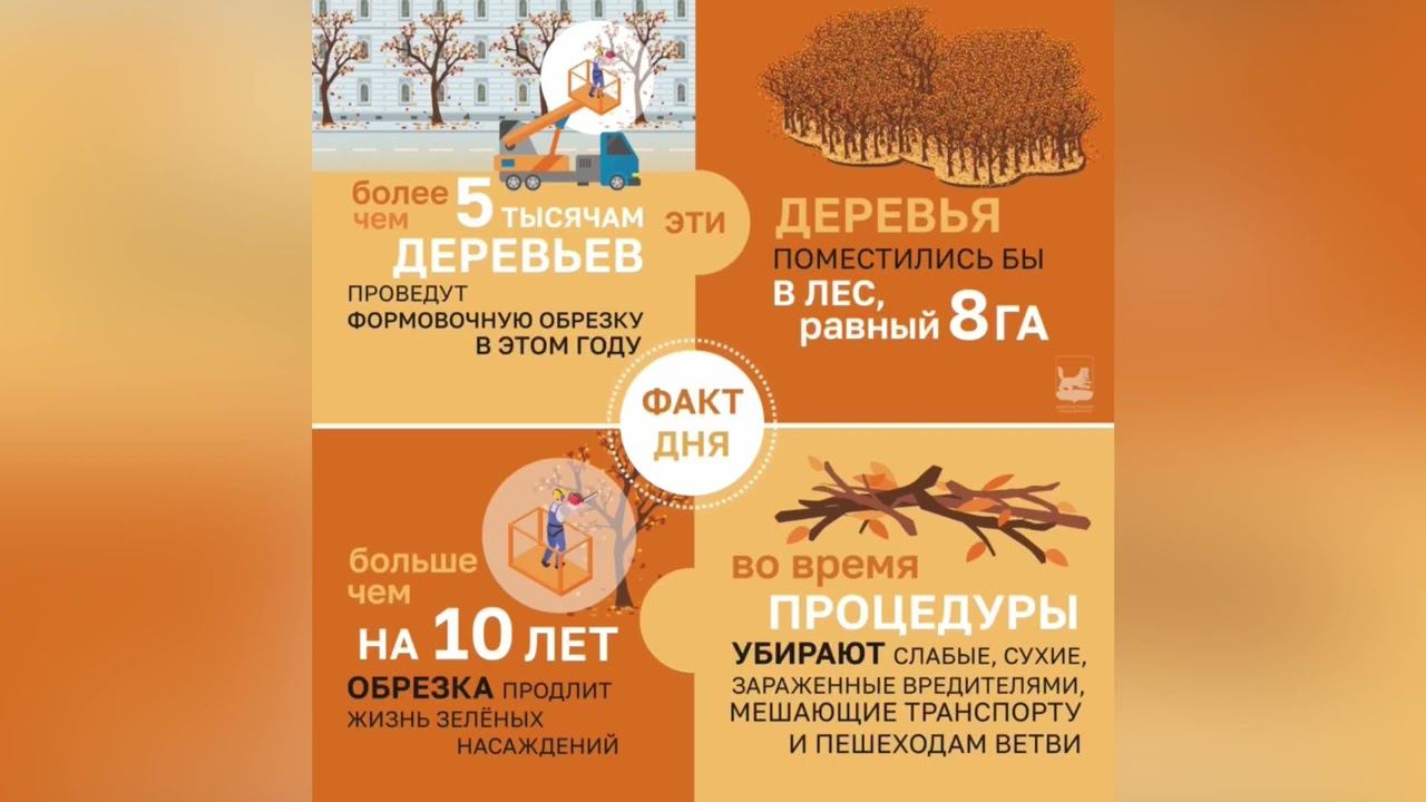 #Фактдня_Иркутск - Формовочная обрезка деревьев