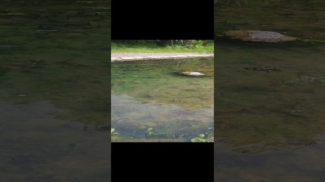 Малкинские термальные источники. Камчатка. .mp4