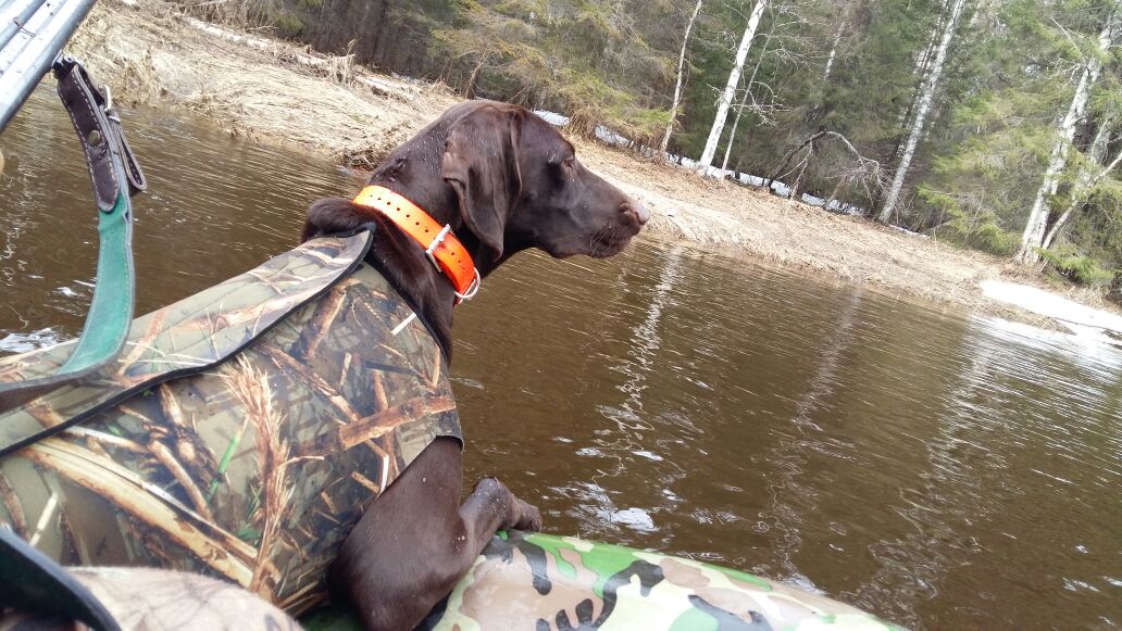 Апортировка. Готовимся к охоте. Занятия с Оливой.mp4