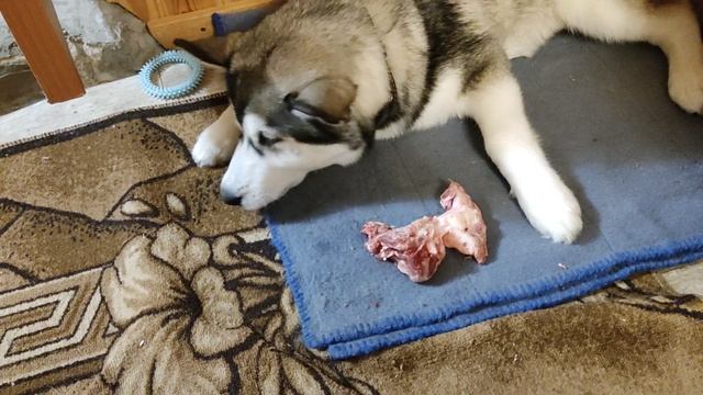 Запасливый хаски Хаа!.mp4