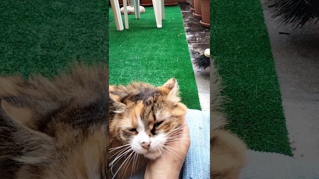 Софка и дождь.2