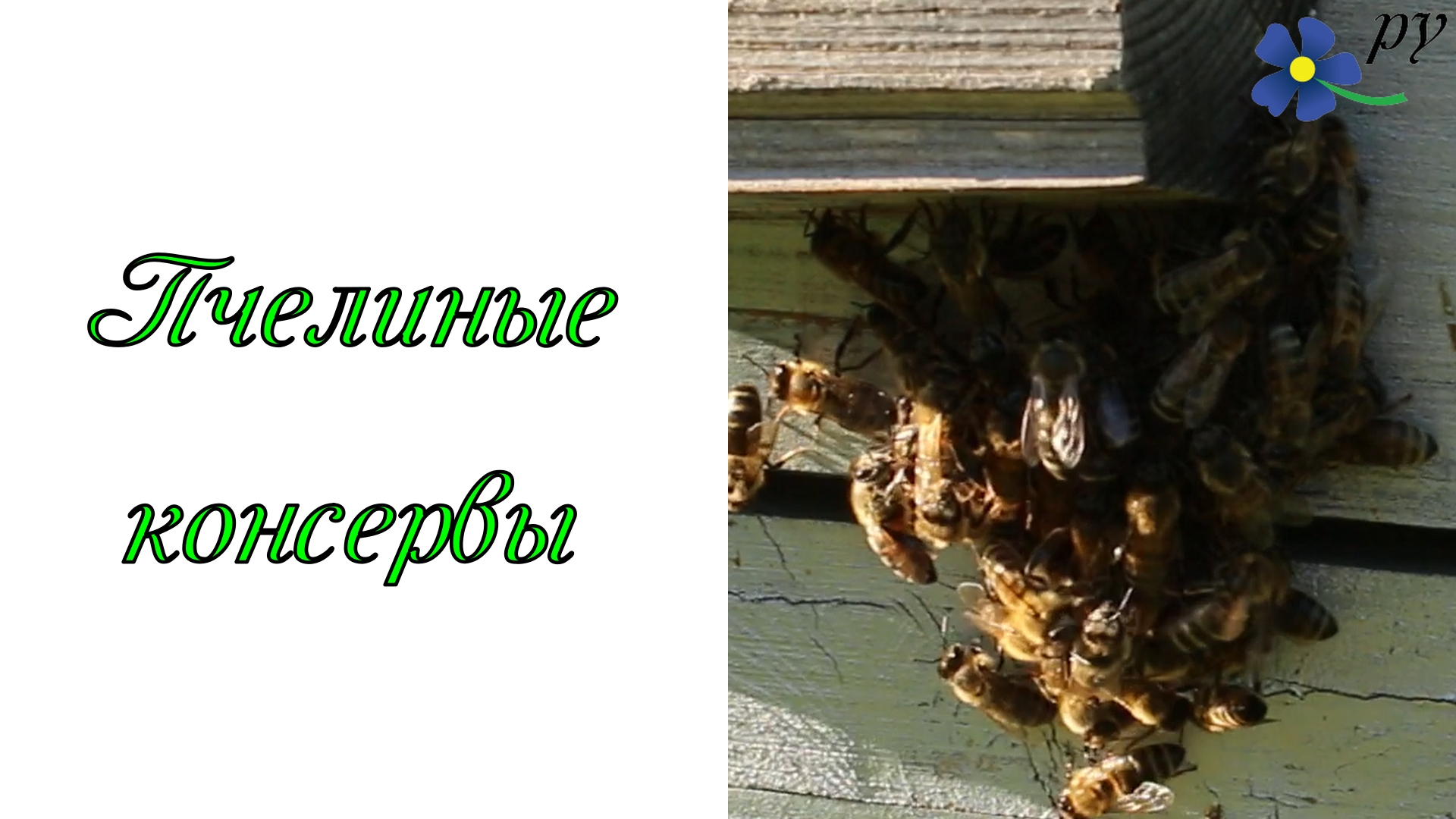 Пчелиные консервы