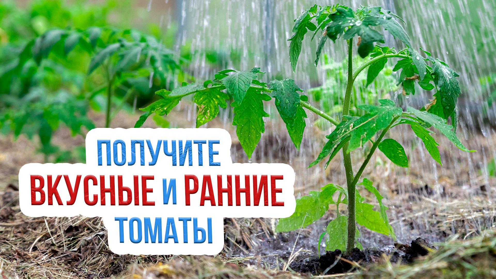 Подкормка ранних томатов после высадки в грунт. После этих удобрений помидоры будут вкусными
